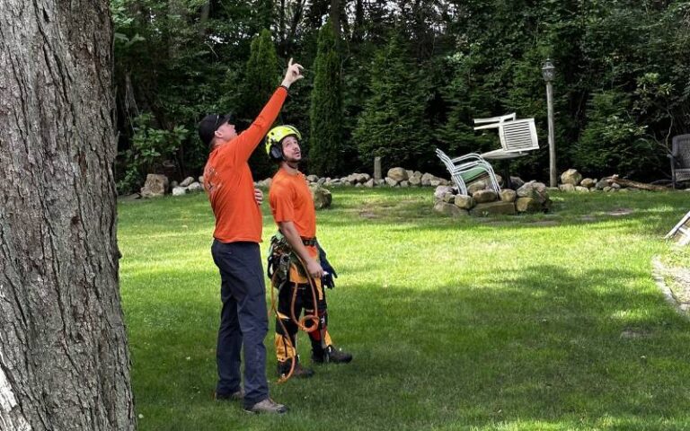 Protect Your South Shore Property with a Tree Risk Assessment | Top ...